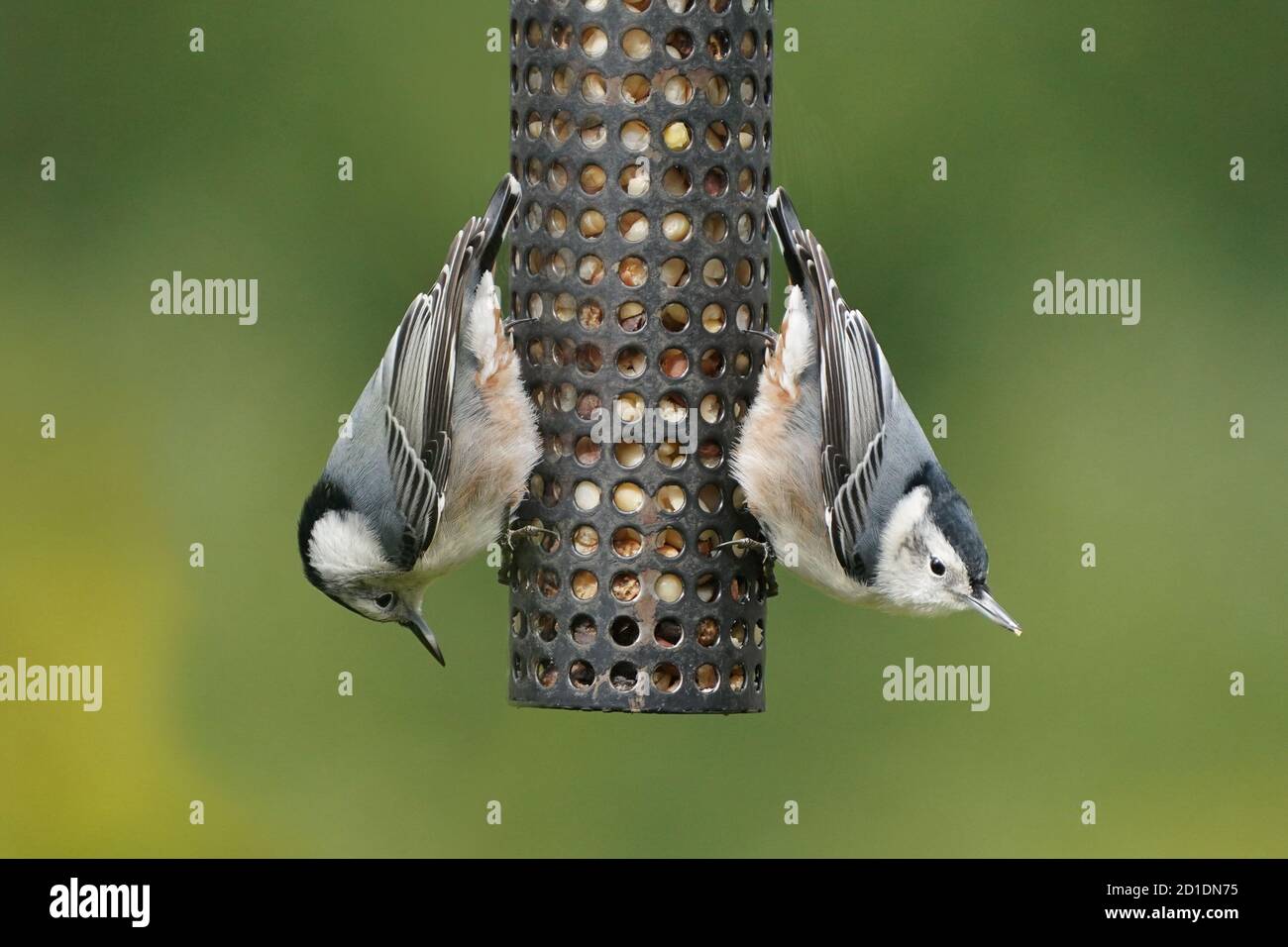 Two Nuthatches hanging off feeder Stock Photo - Alamy
