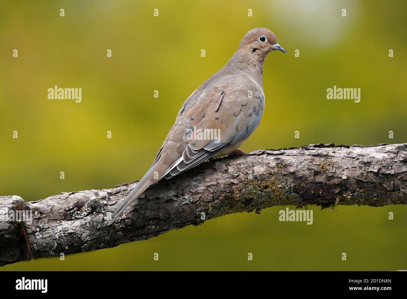 Mourning Doves in fall scenics Stock Photo - Alamy