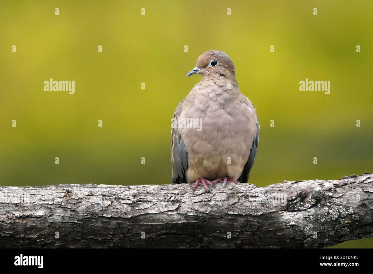 Dove tail top hi-res stock photography and images - Alamy