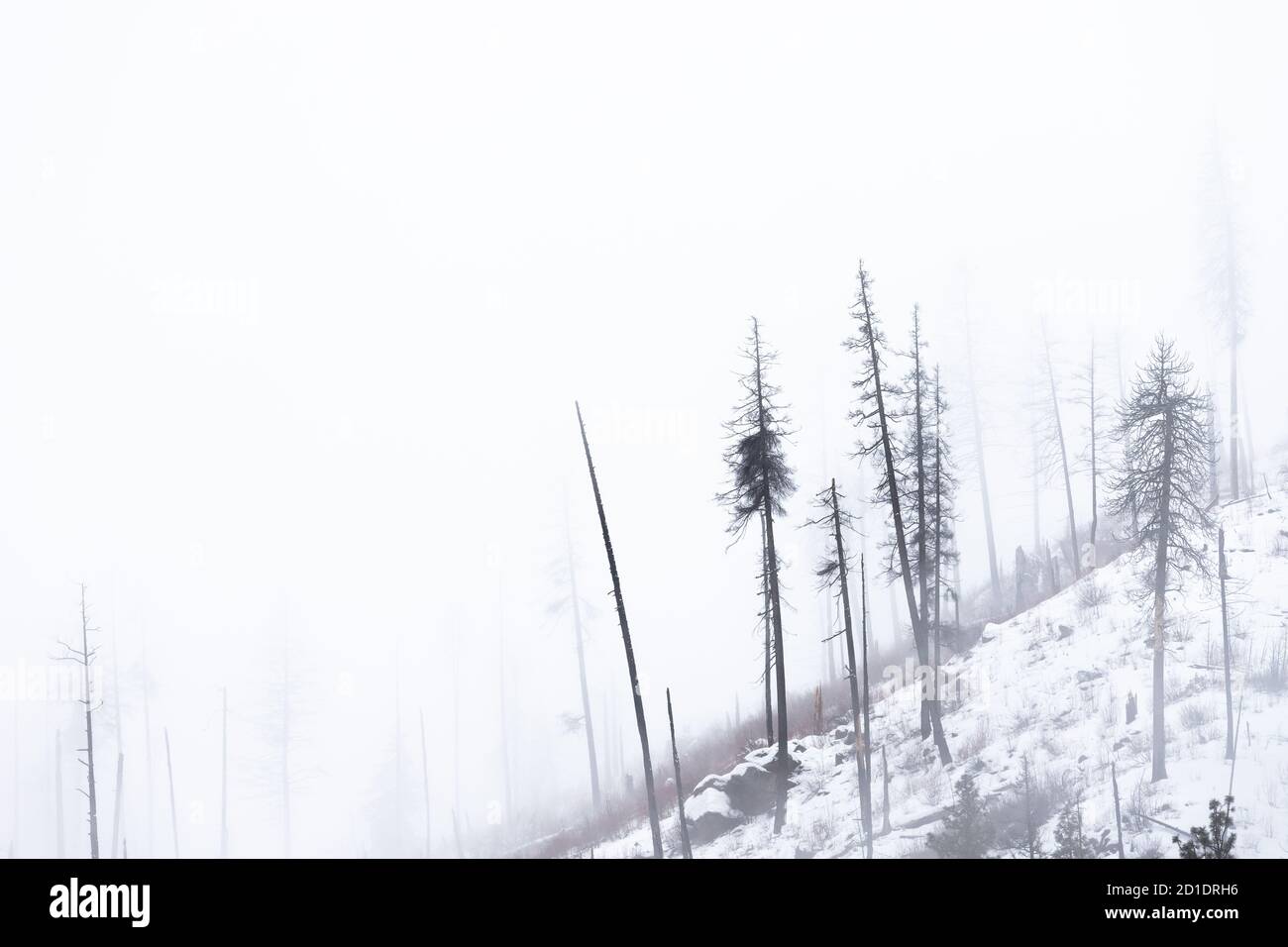 Burnt Fir Trees on Mountain in Winter with Snow and Fog Stock Photo - Alamy