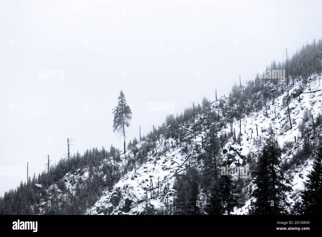 Single Tree Standing Out in Mountain Forest in Winter with Snow and Fog ...