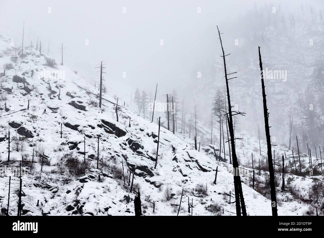 Burnt Trees in Forest on Mountain in Winter with Snow and Fog Stock ...