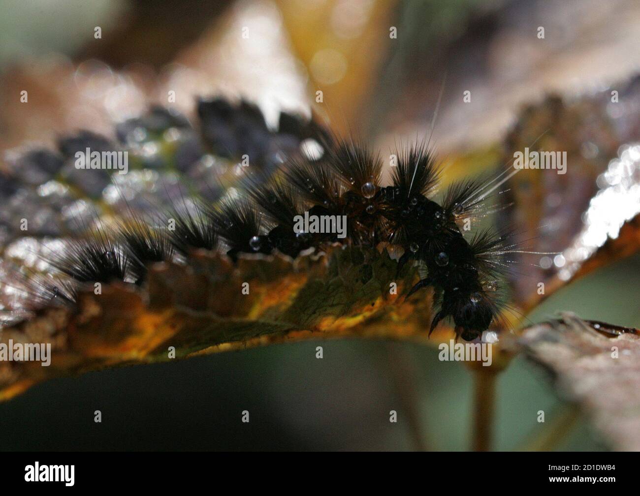 Godawari hi-res stock photography and images - Alamy