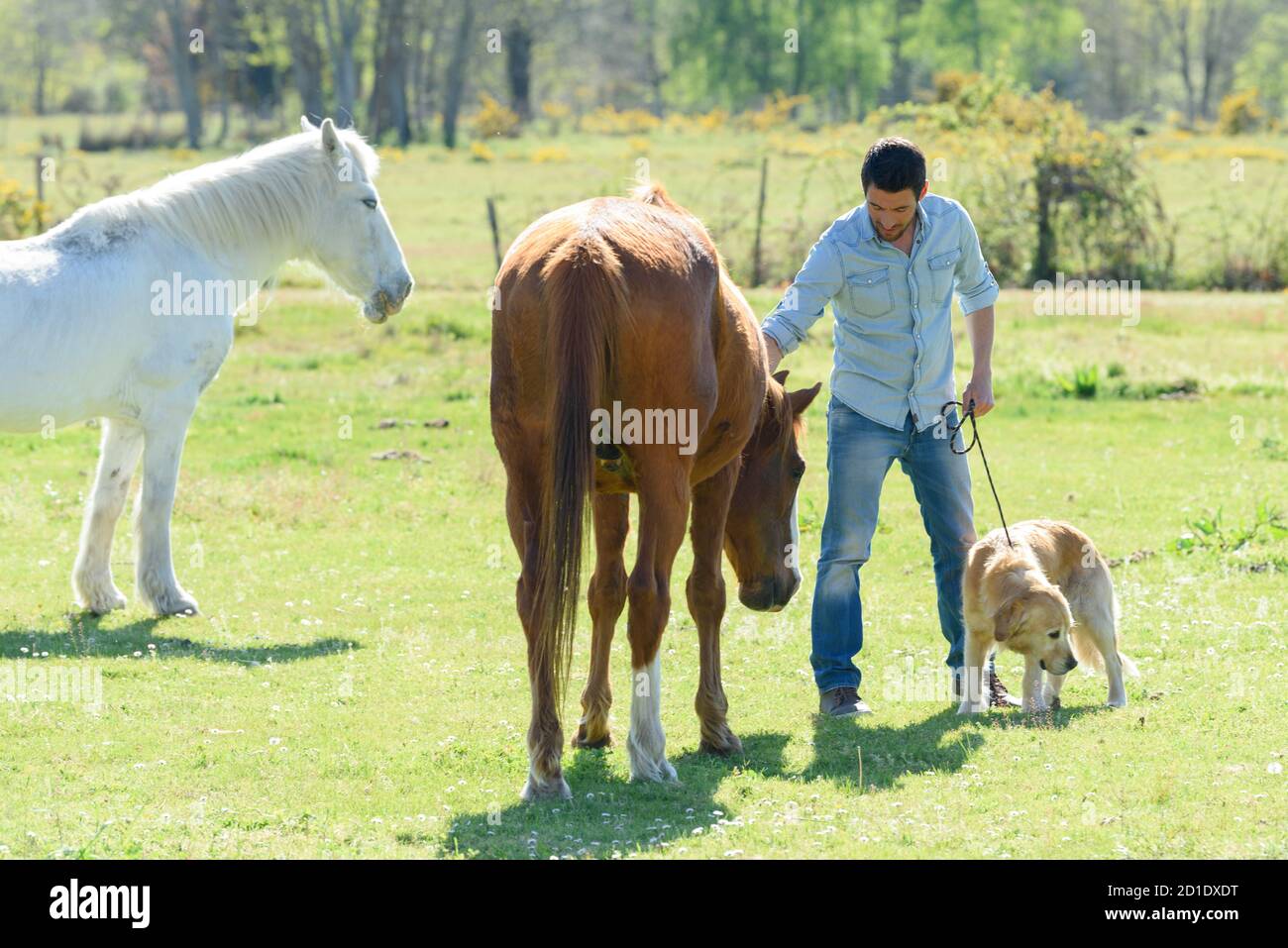man petting horse and dog Stock Photo - Alamy