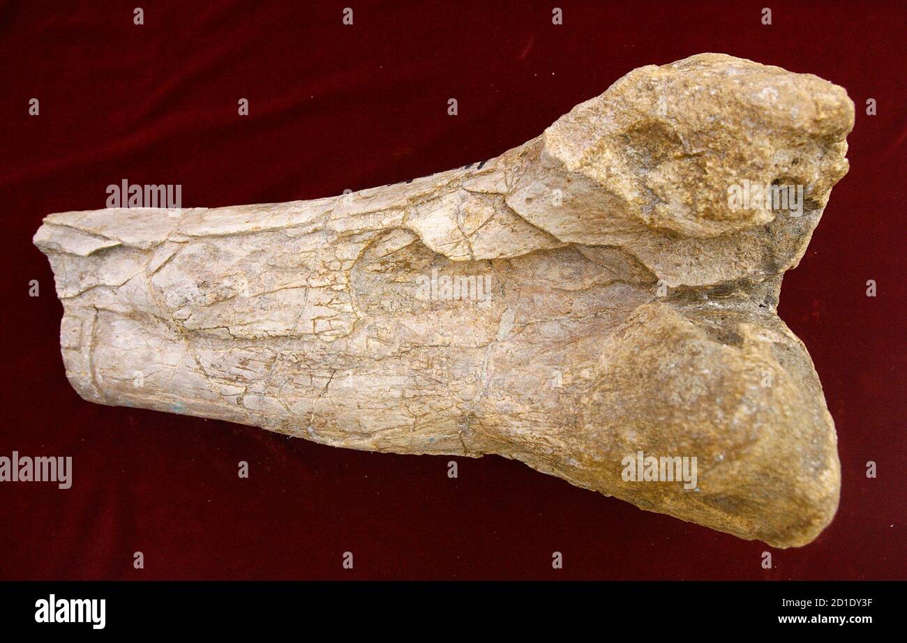 Gigantoraptor fossil hi-res stock photography and images - Alamy