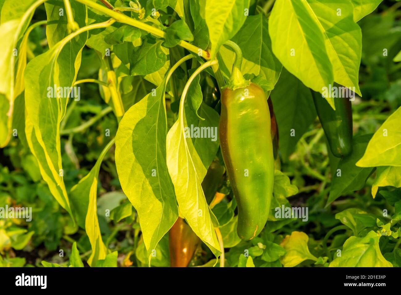 Chili pepper field hi-res stock photography and images - Alamy