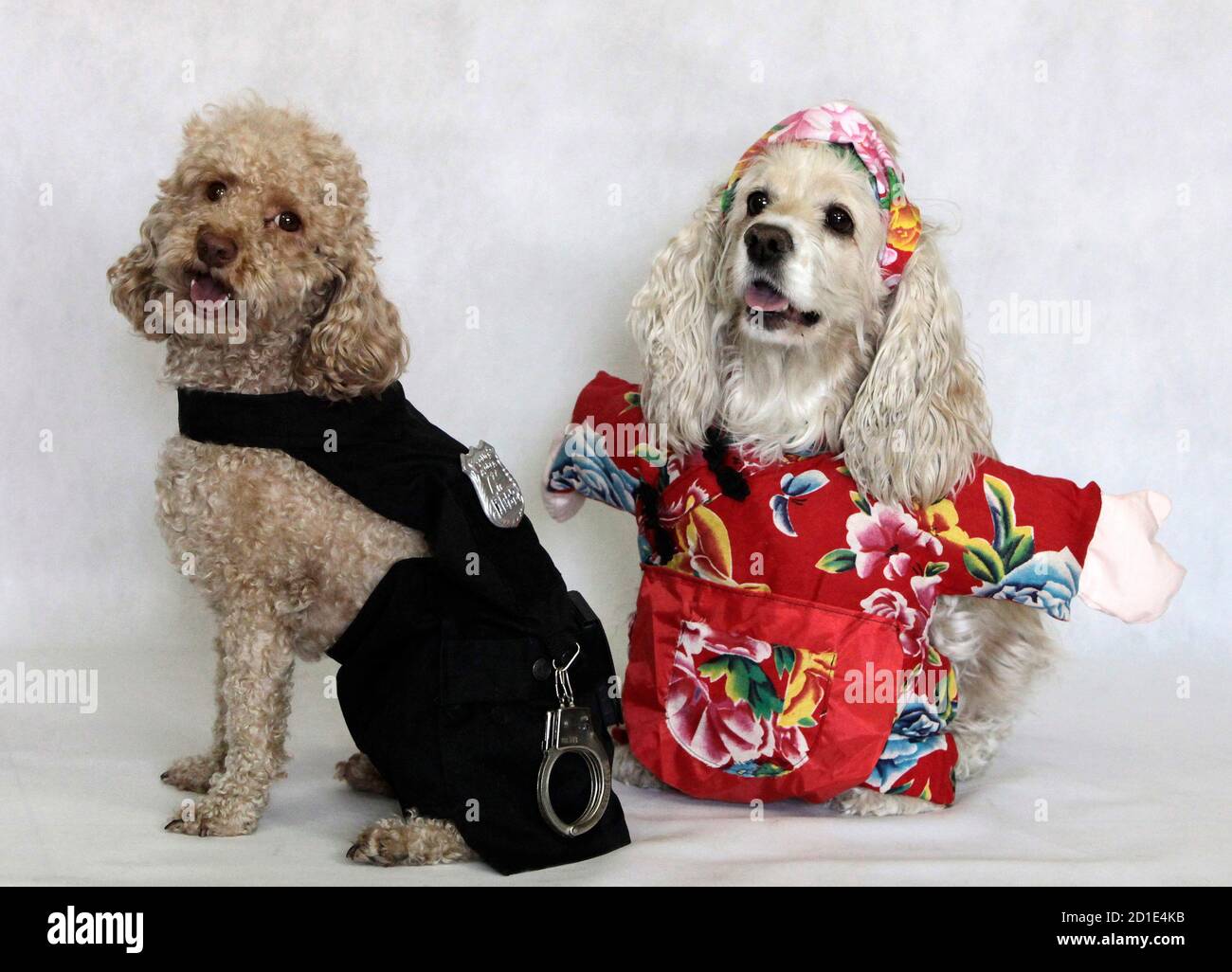 Pets in outfits hi-res stock photography and images - Alamy