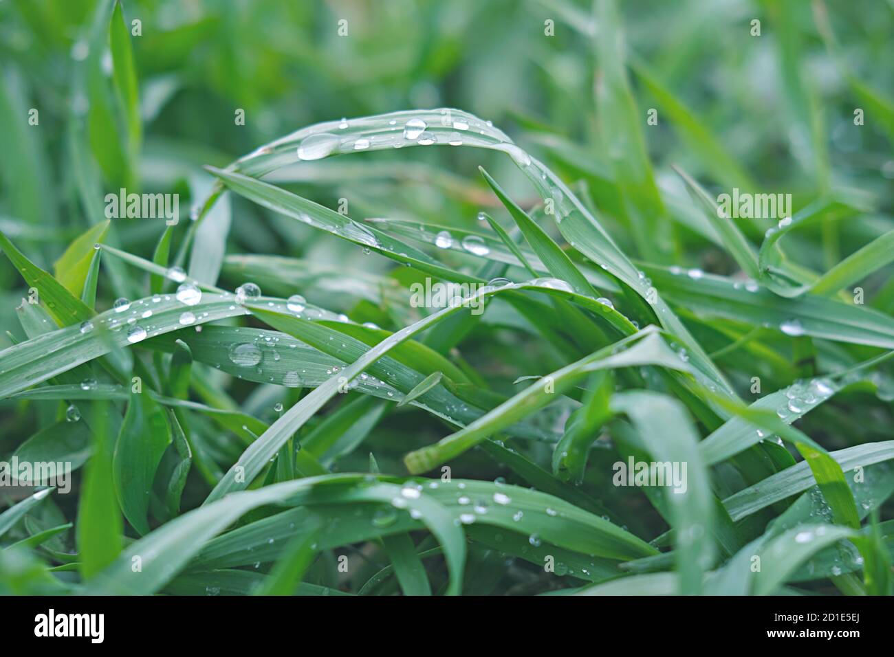 rain drops on a green grass. summer rain concept. weather in the summer ...