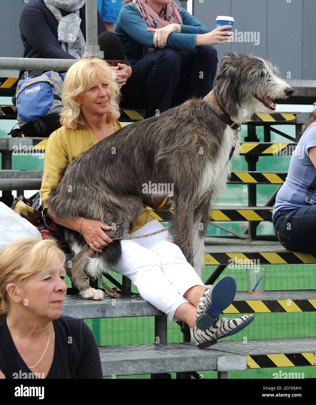 Lap dogs hi-res stock photography and images - Alamy