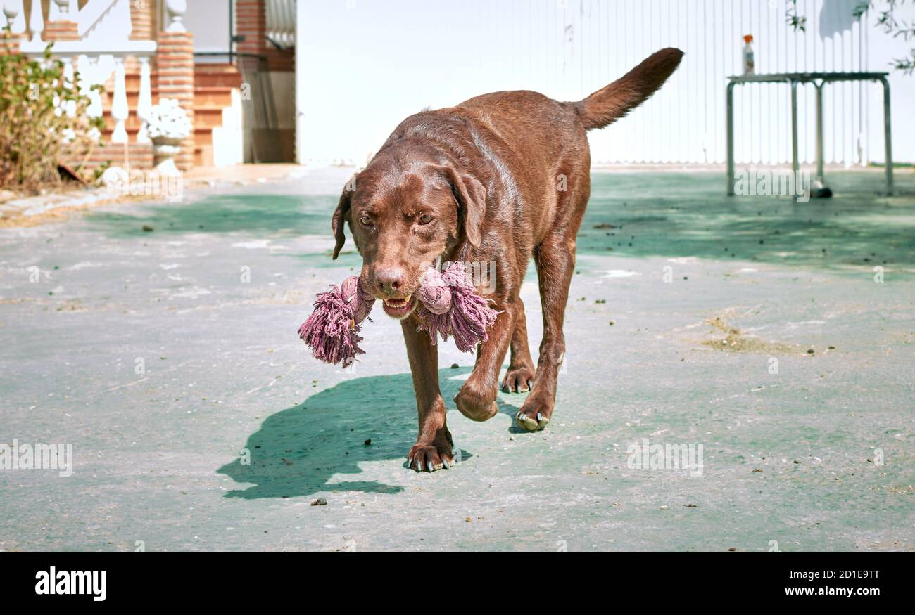 Cute brown labrador dog carrying a fabric Stock Photo - Alamy