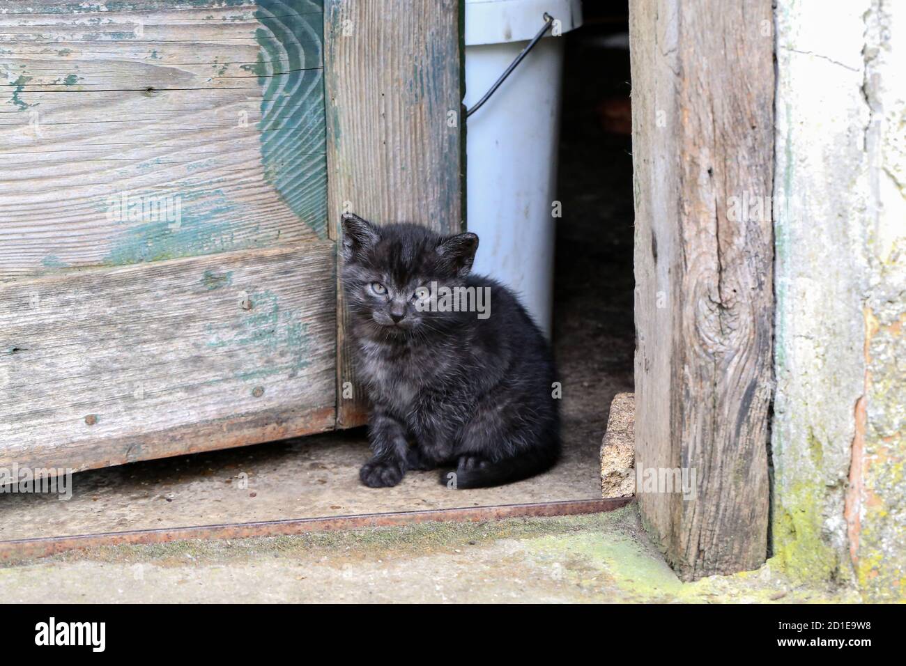 Cute shy black cat sitting near a door Stock Photo - Alamy