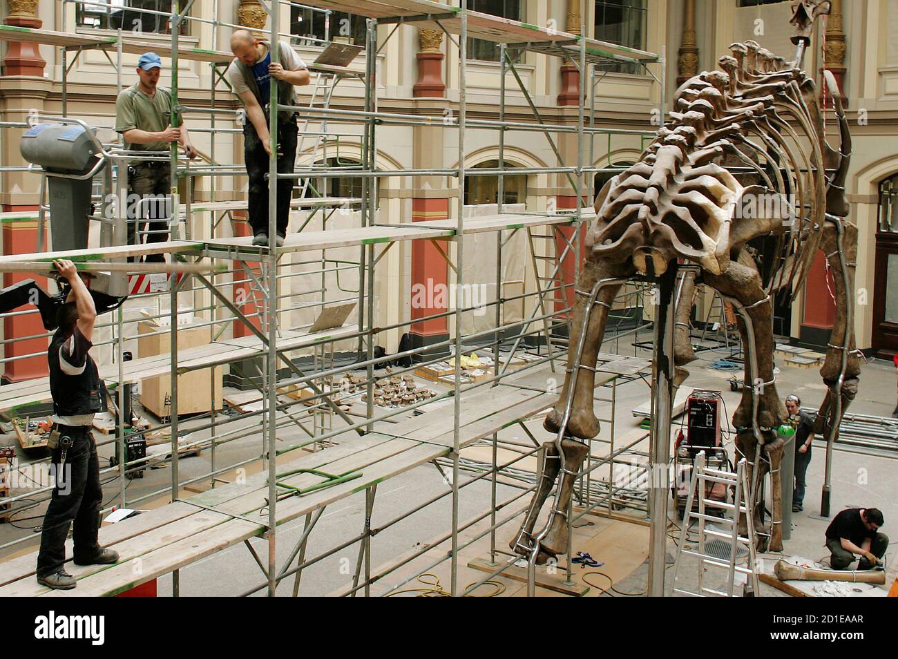 Brachiosaurus Skeleton High Resolution Stock Photography and Images - Alamy