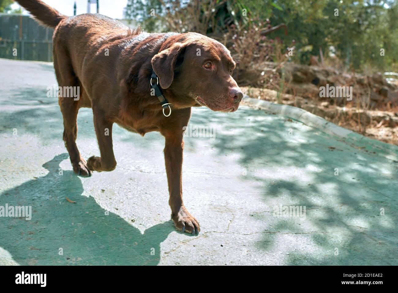 Cute brown labrador dog outdoors Stock Photo - Alamy