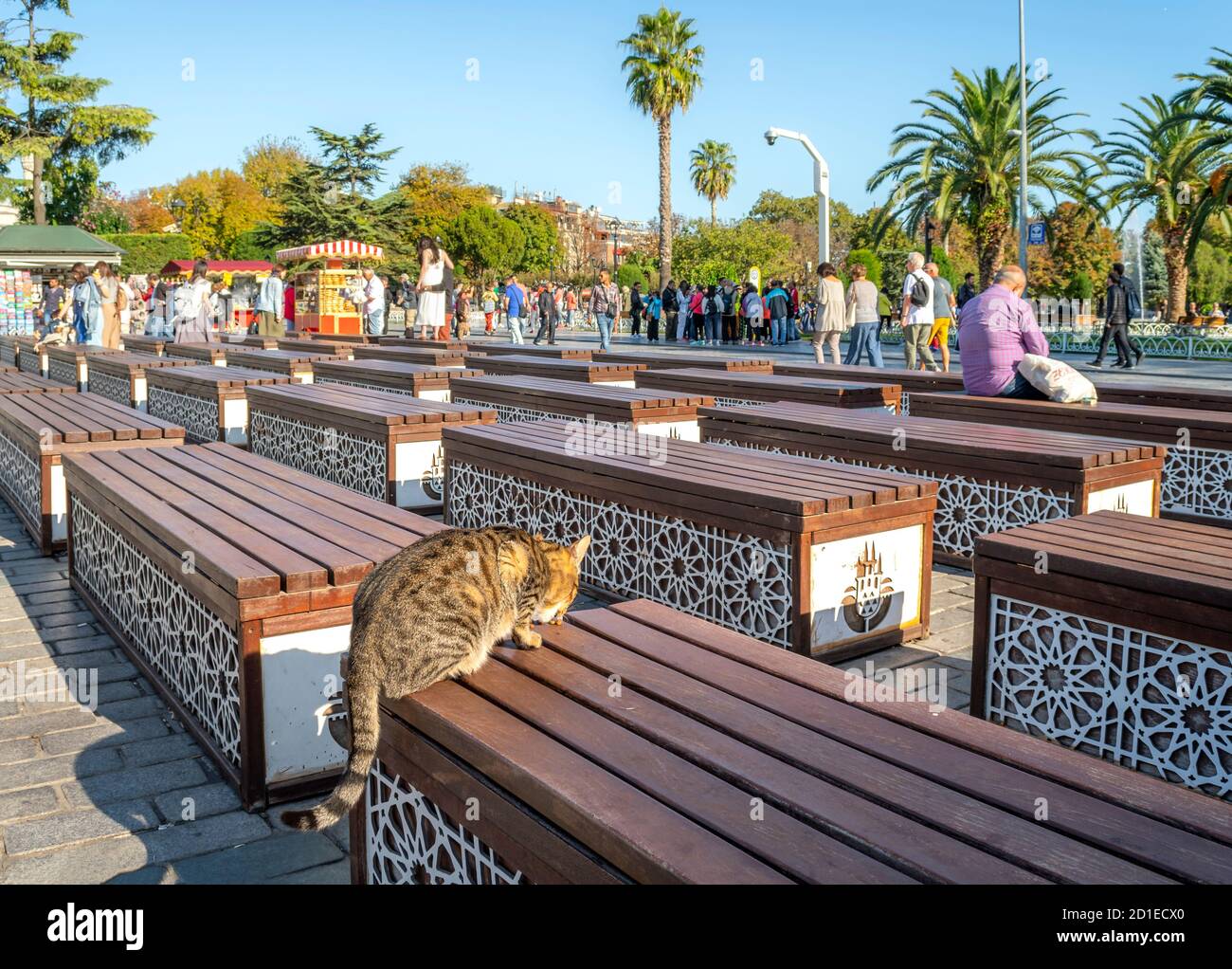 A stray cat eats dry cat food off the benches in front of the Blue ...