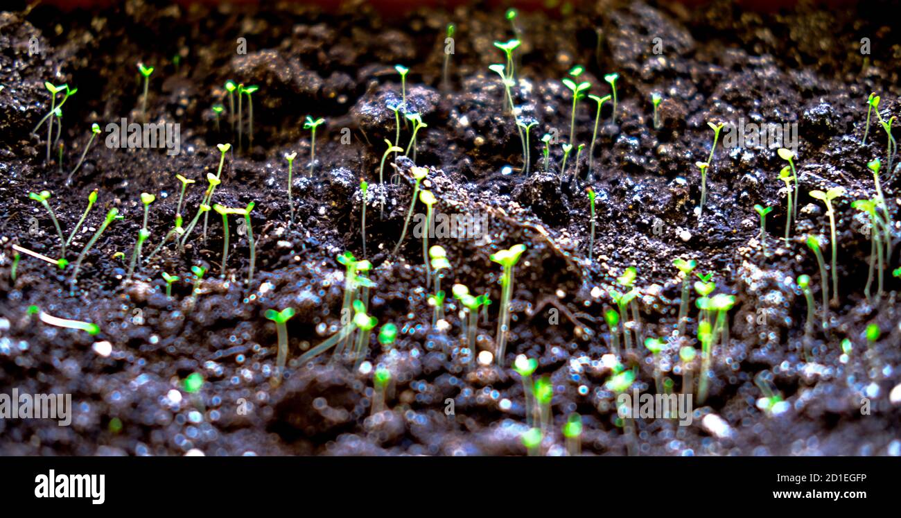 the seedling are growing from the rich soil, seedling, cultivation ...