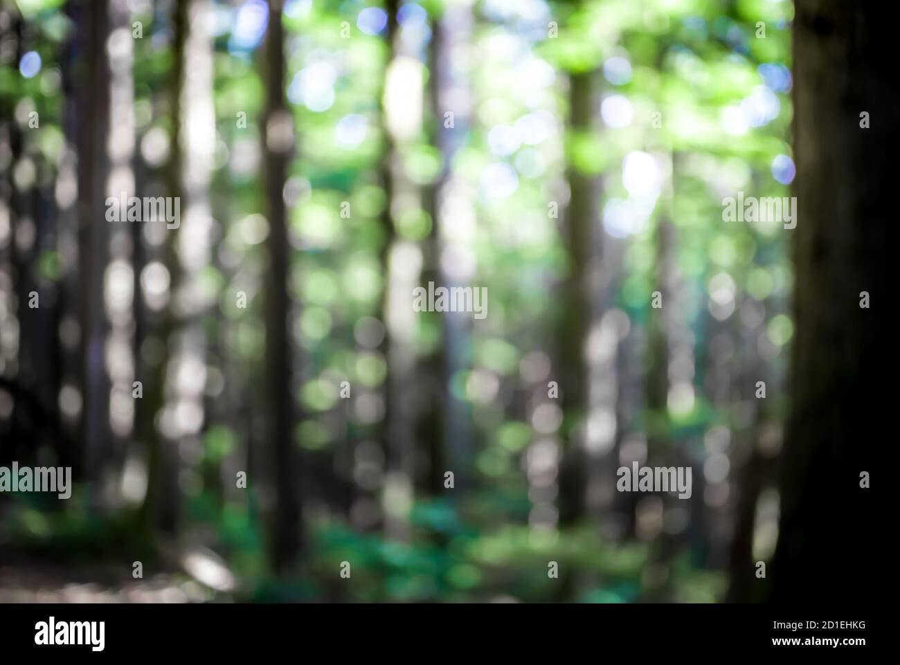 Blur and defocused image made in the forest, late afternoon. Lush ...