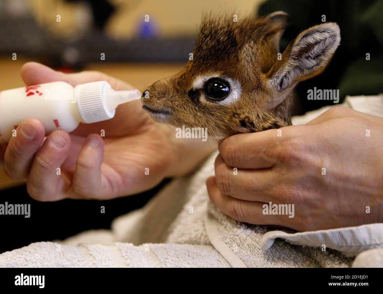 Baby dik dik hi-res stock photography and images - Alamy