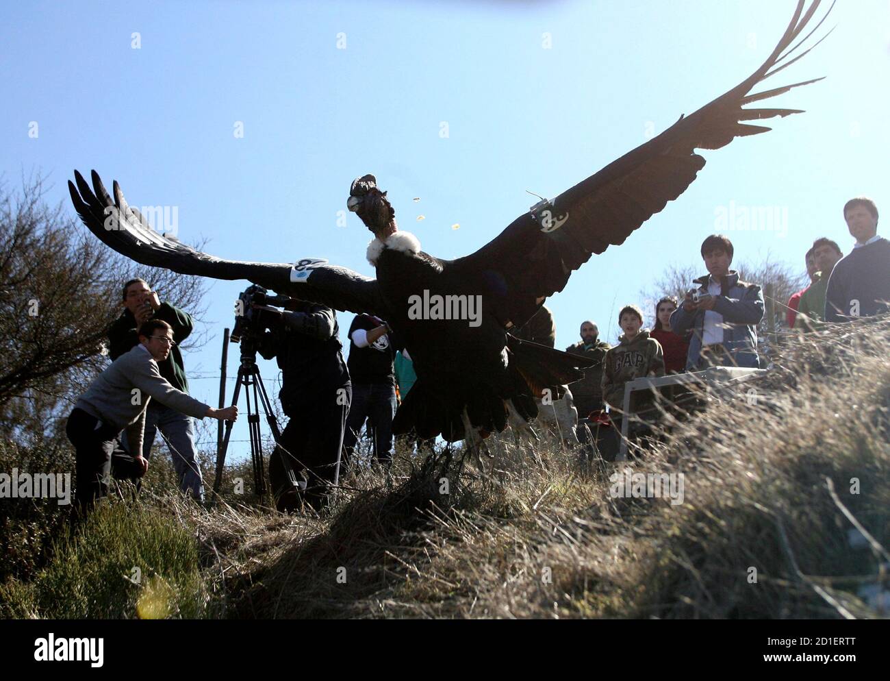 Group of condors hi-res stock photography and images - Alamy
