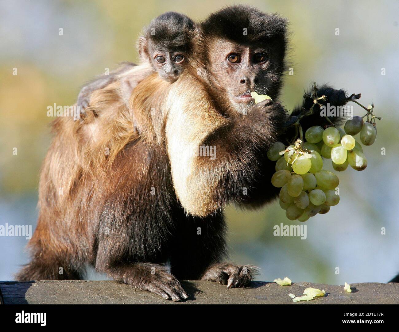 Devil monkey hi-res stock photography and images - Alamy