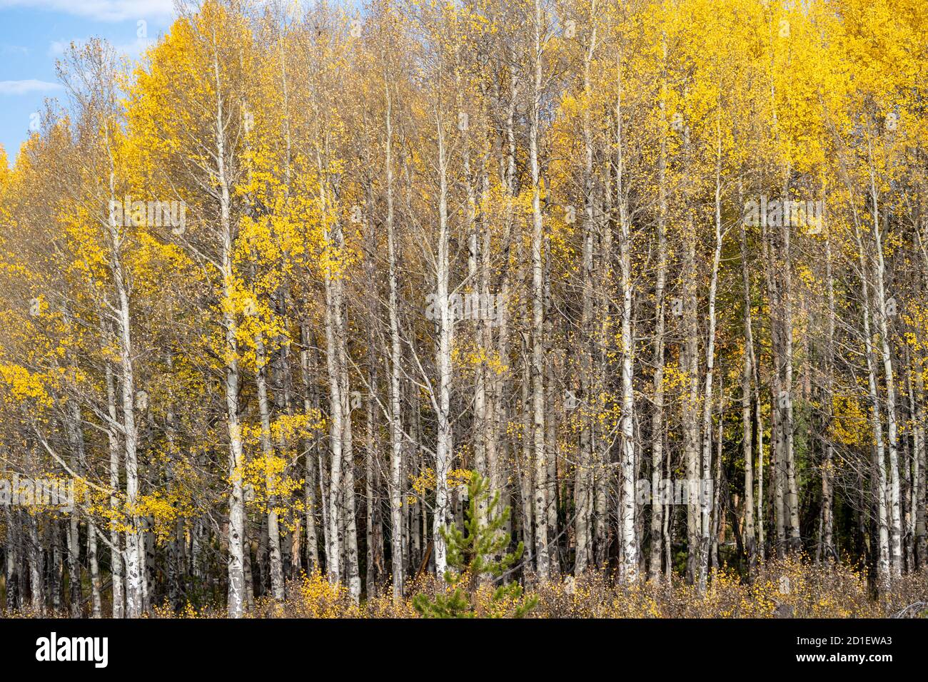 Yellow aspen trees in the fall in Rocky Mountain National Park Colorado ...