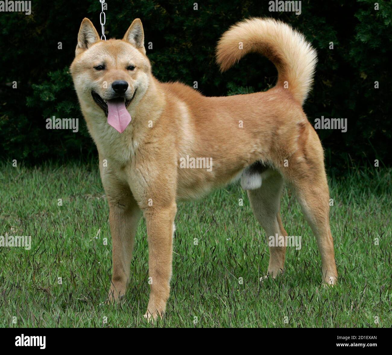 Korean Jindo Dog High Resolution Stock Photography and Images - Alamy