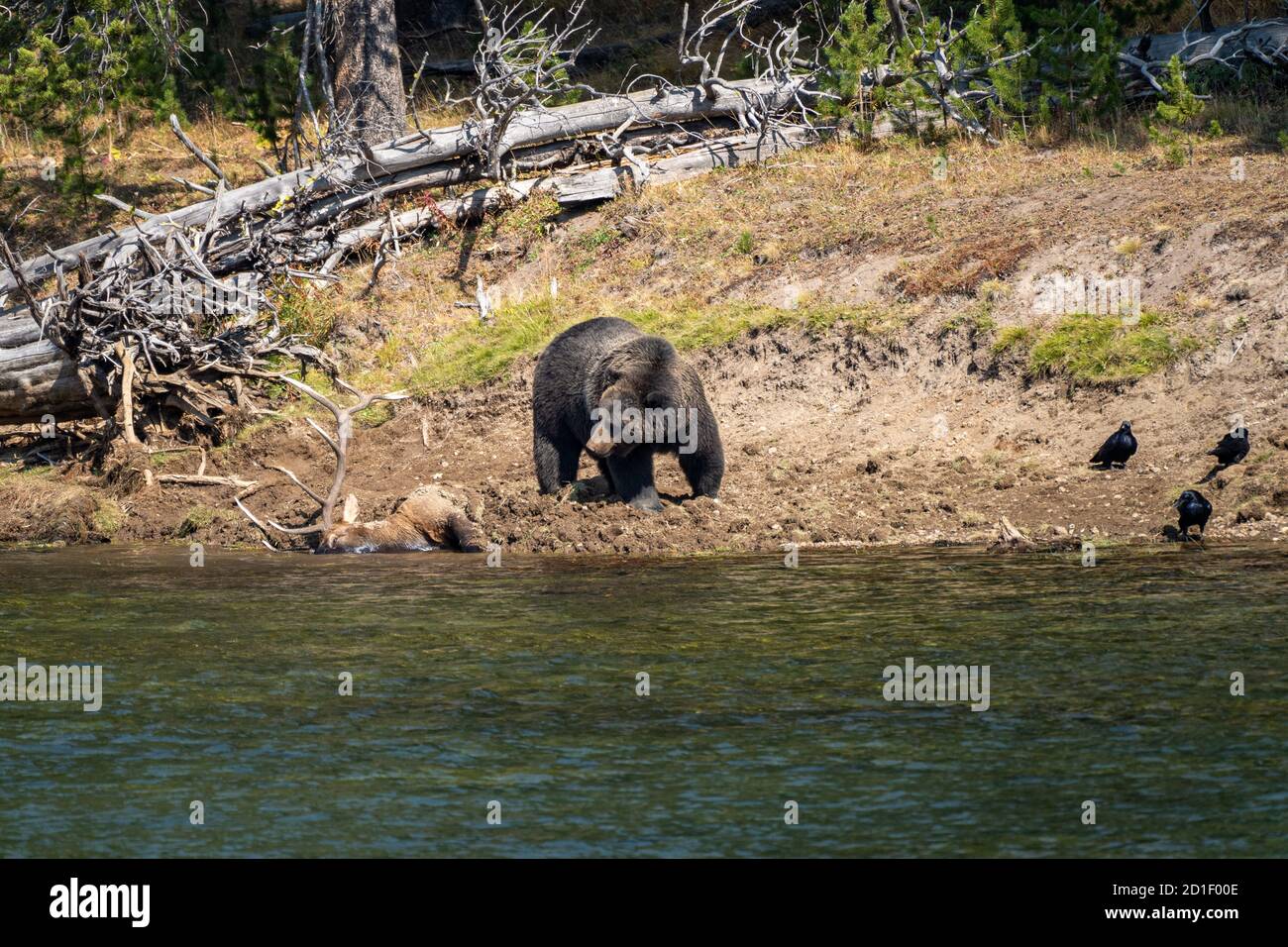 Grizzly bear looks at a buried bull elk carcass he caught along the ...