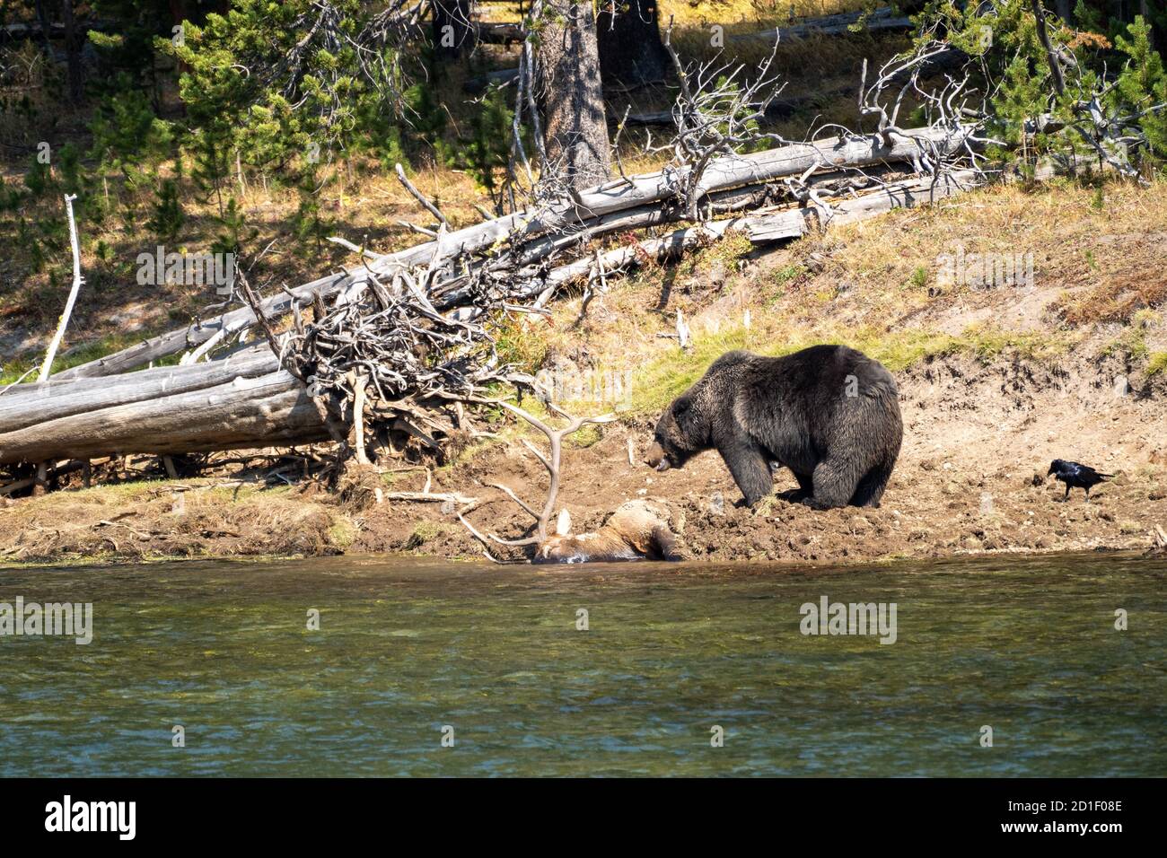 Grizzly bear with his buried bull elk carcass he caught along the ...