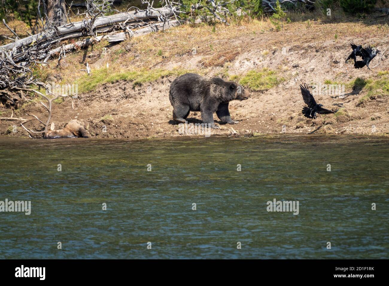 Male grizzly bear yellowstone hi-res stock photography and images - Alamy