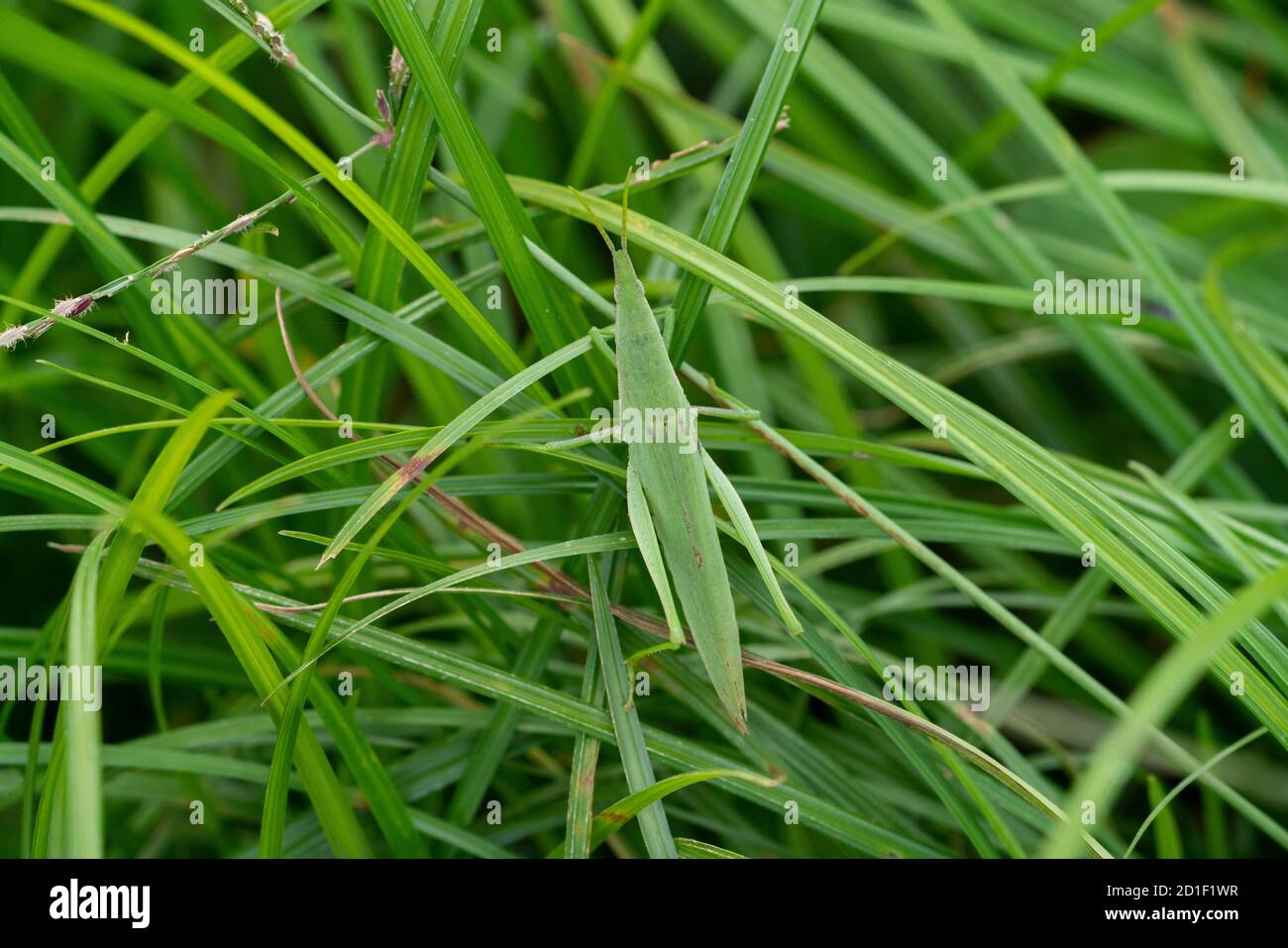 Female Atractomorpha lata, Isehara City, Kanagawa Prefecture, Japan ...
