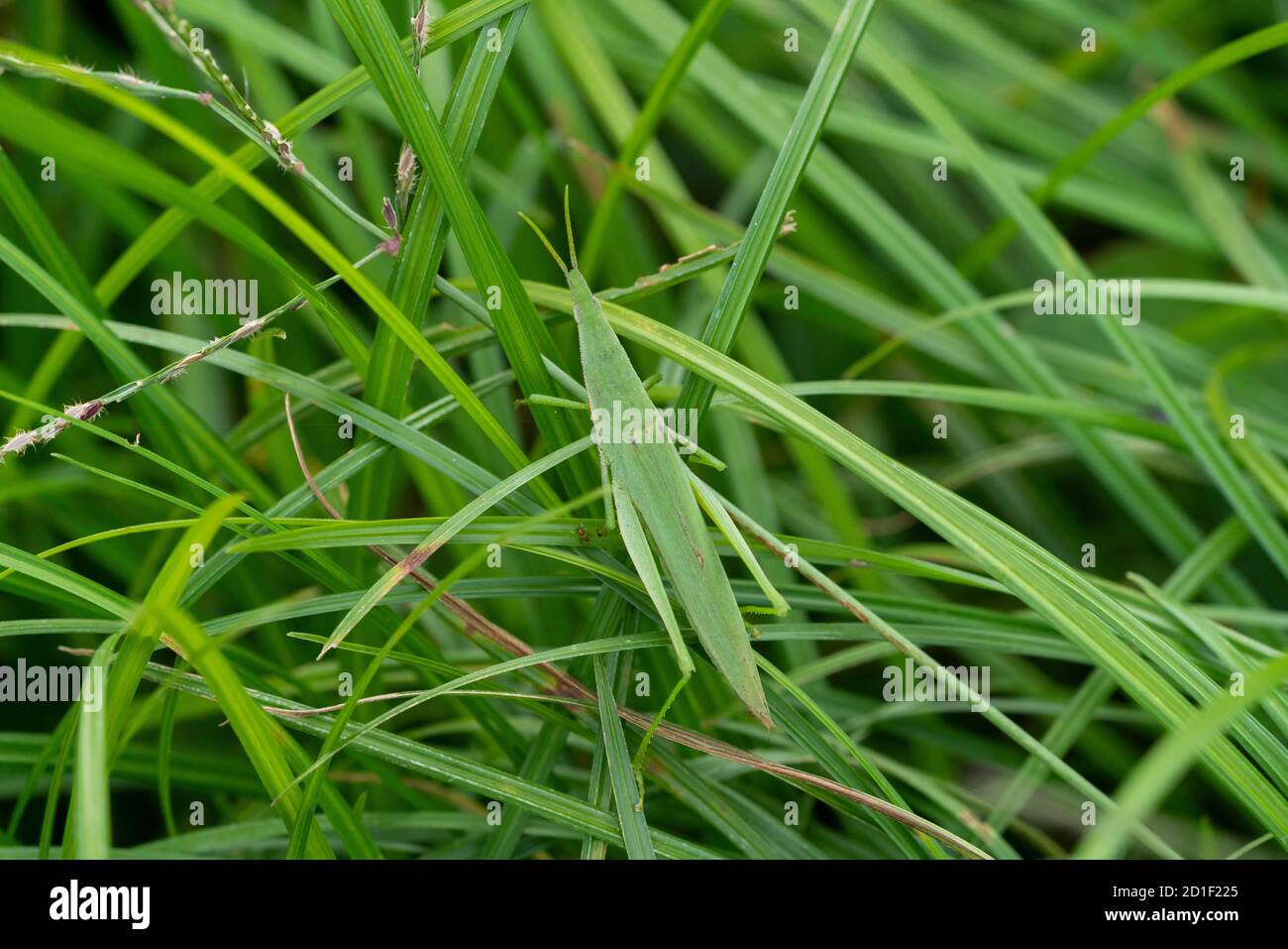Female Atractomorpha lata, Isehara City, Kanagawa Prefecture, Japan ...