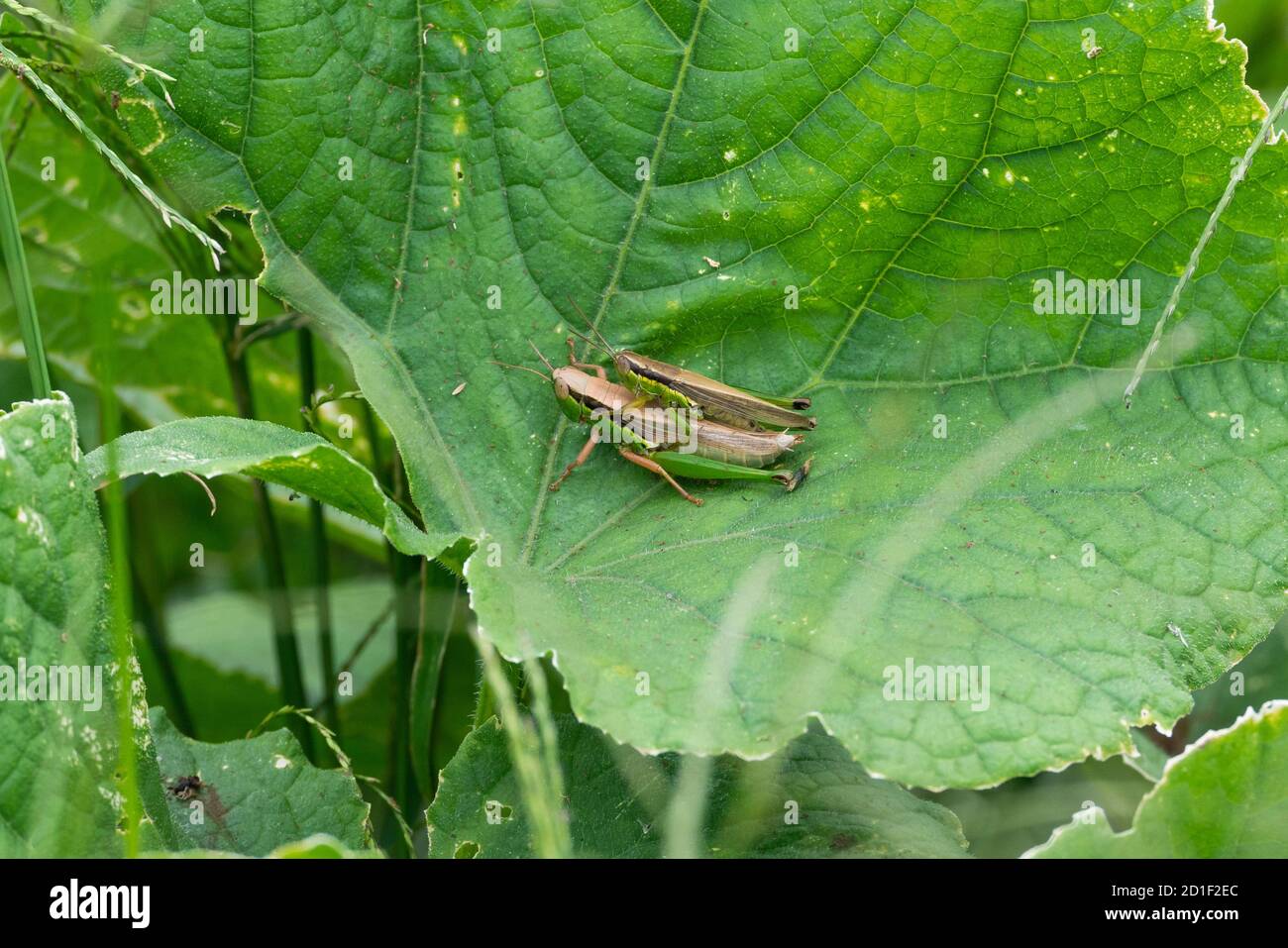 Oxya Yezoensis High Resolution Stock Photography and Images - Alamy