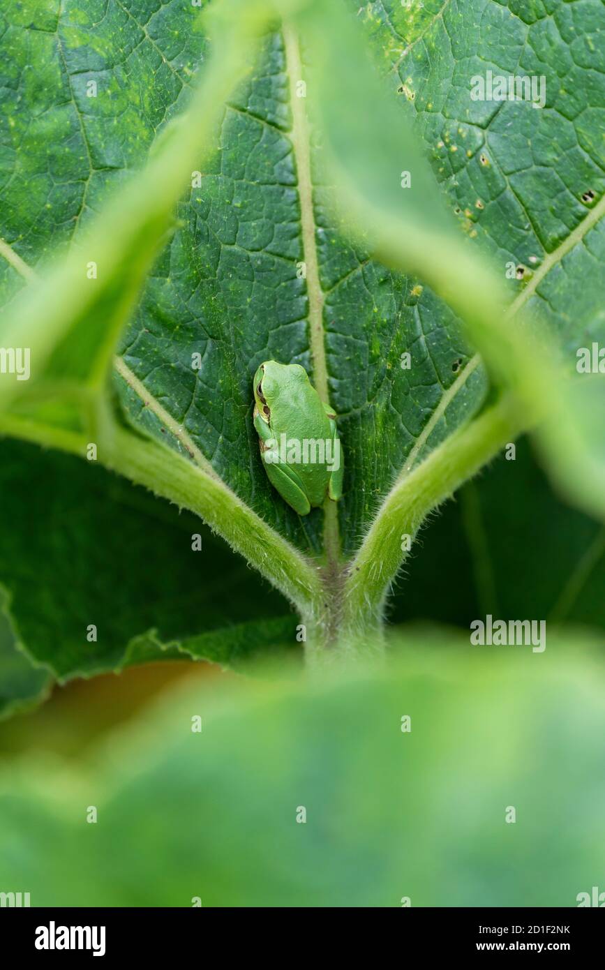 Japanese tree frog (Dryophytes japonicus), on pumpkin leaf, Isehara ...
