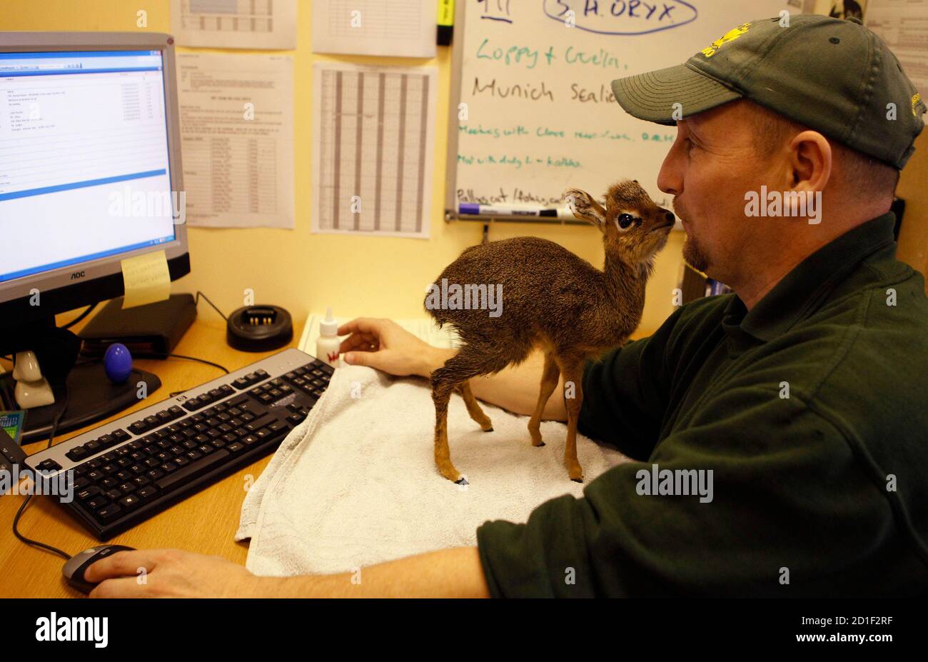 Baby dik dik hi-res stock photography and images - Alamy