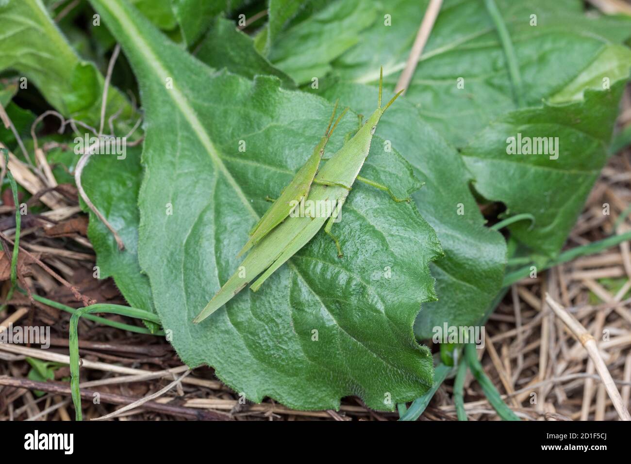 Female and male (riding on female) Atractomorpha lata, Isehara City ...