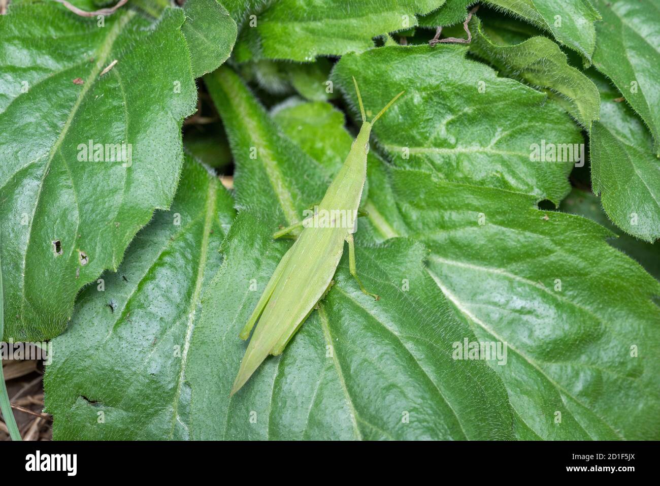 Female Atractomorpha lata, Isehara City, Kanagawa Prefecture, Japan ...