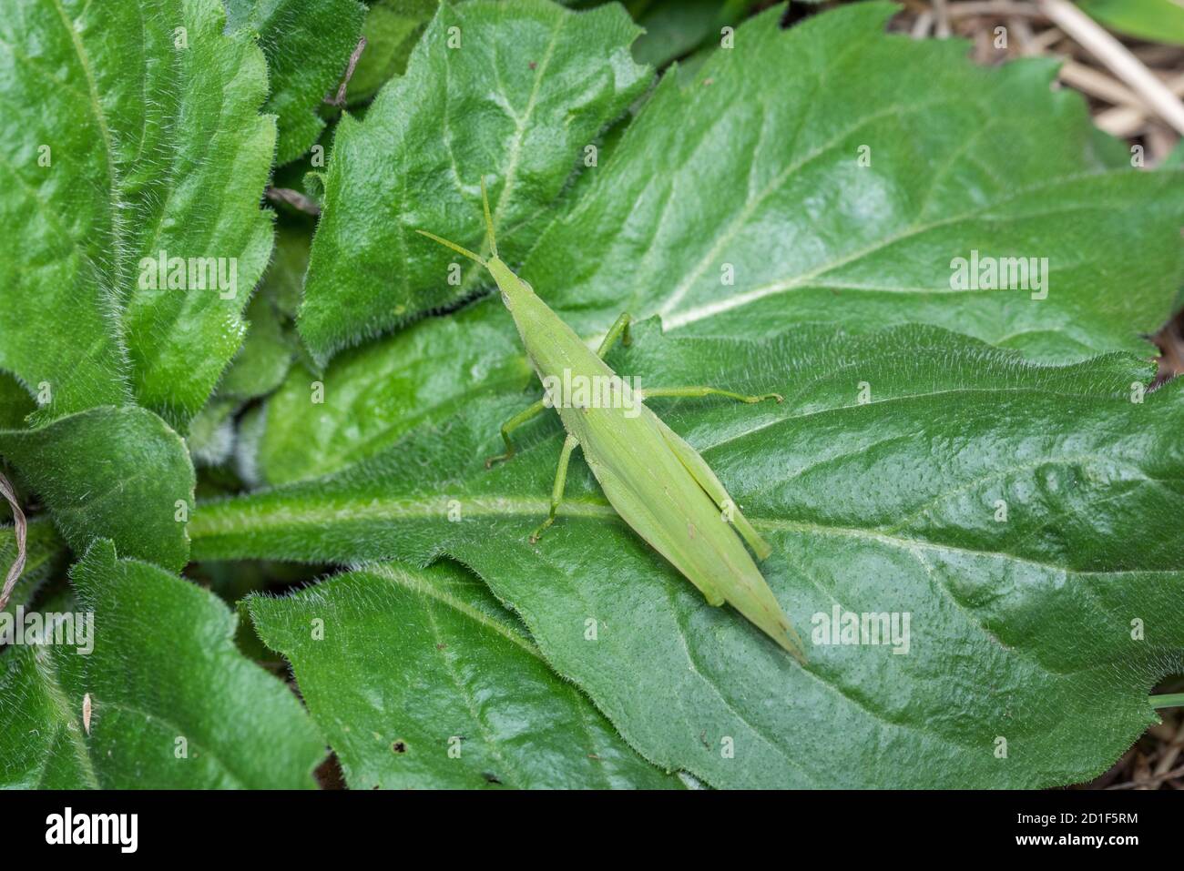 Female Atractomorpha lata, Isehara City, Kanagawa Prefecture, Japan ...