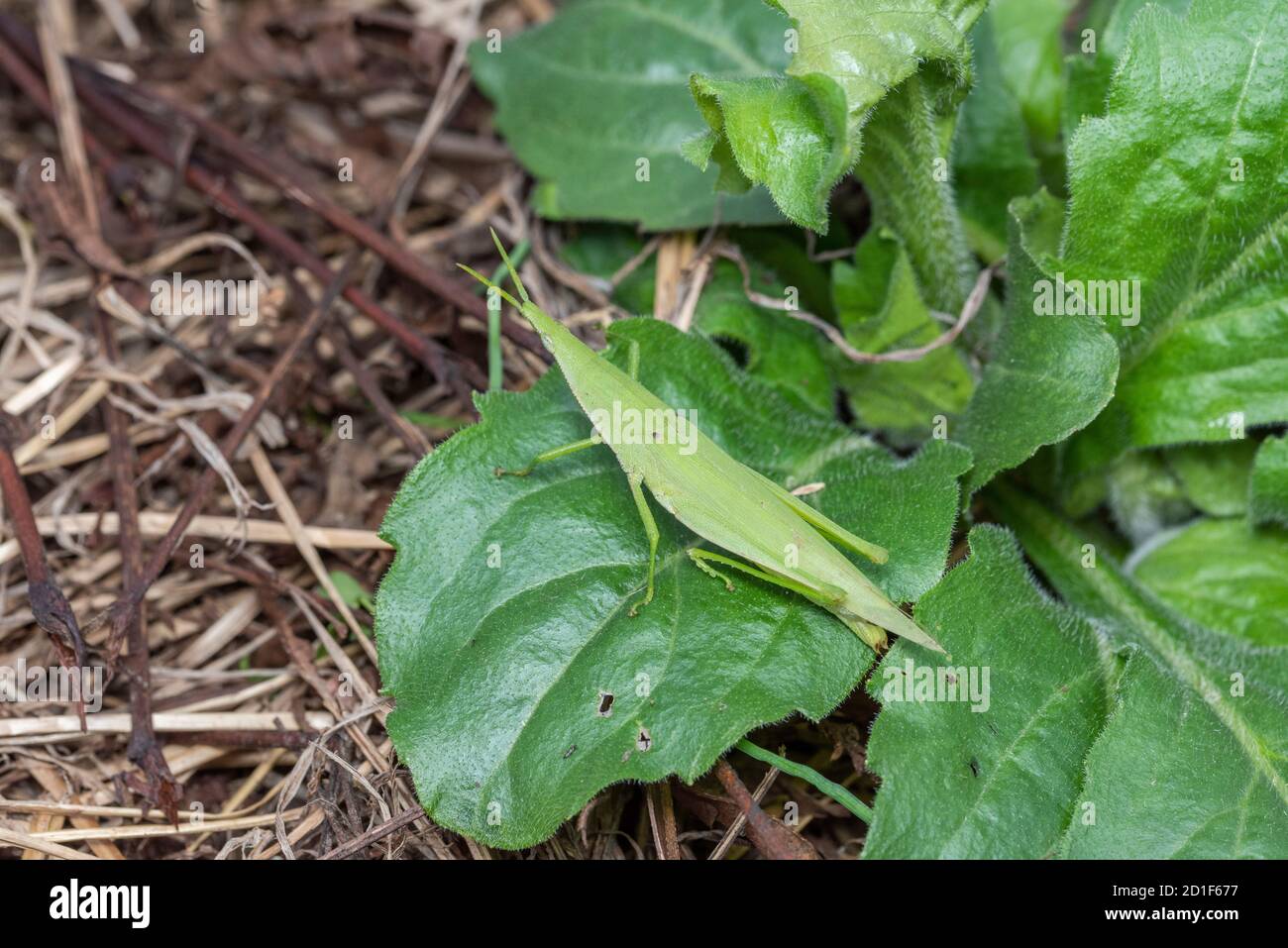 Female Atractomorpha lata, Isehara City, Kanagawa Prefecture, Japan ...