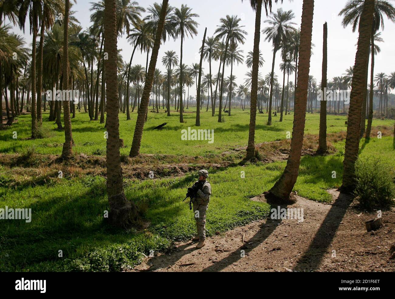 The regiment of trees hi-res stock photography and images - Alamy