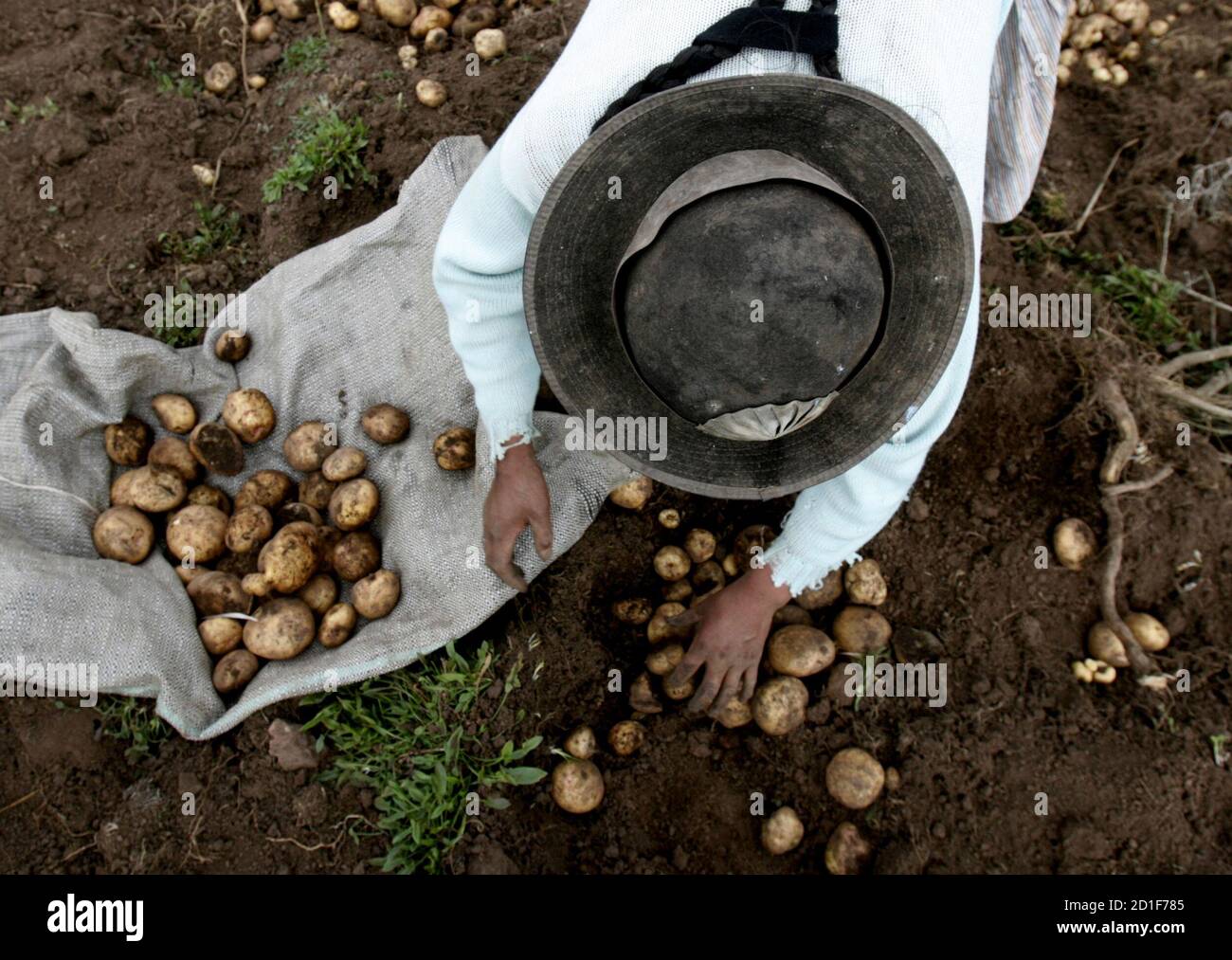 Native potato varieties peru hi-res stock photography and images - Alamy