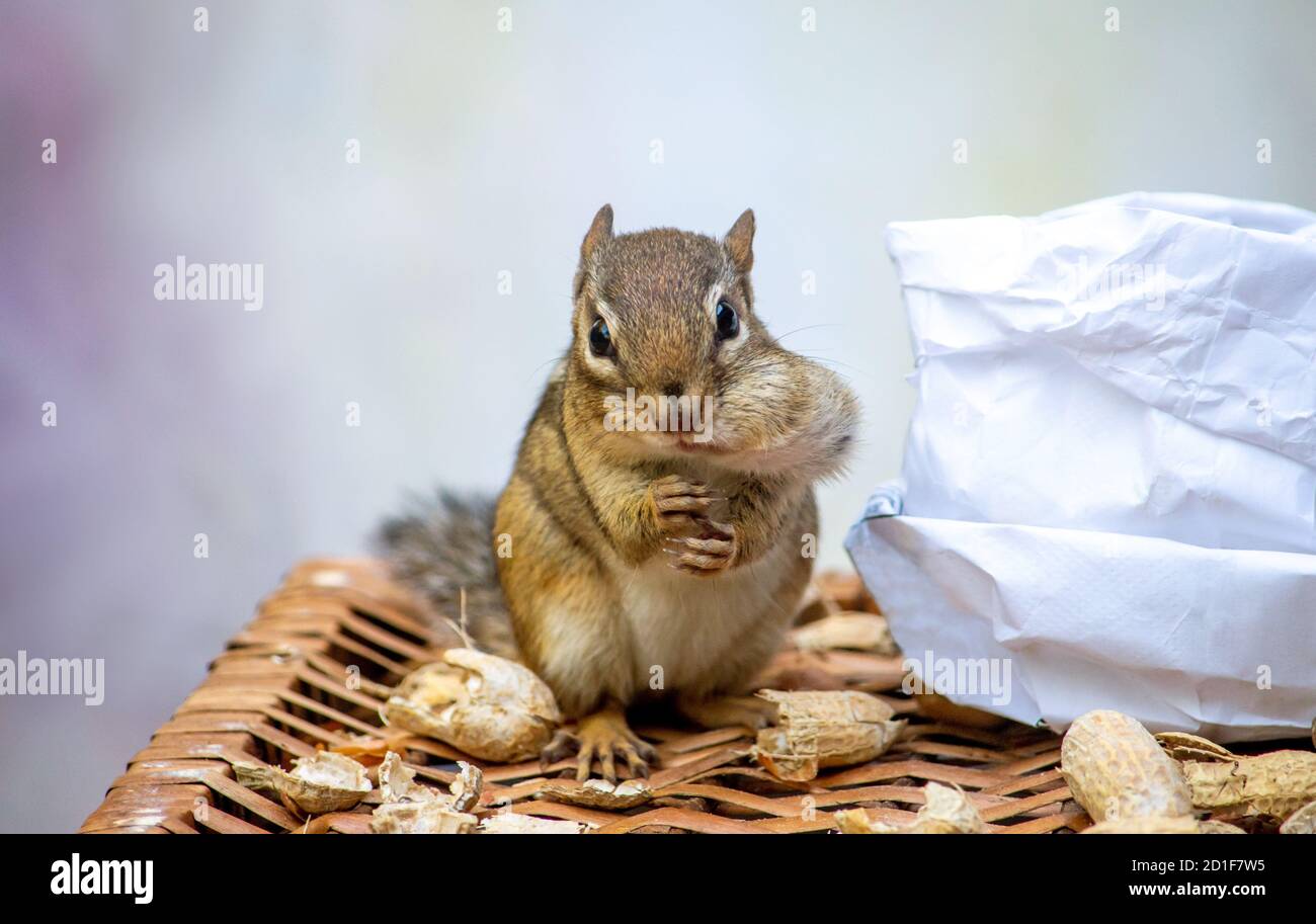 Little chipmunk poses with a delicious peanut stuffed in his cheek ...