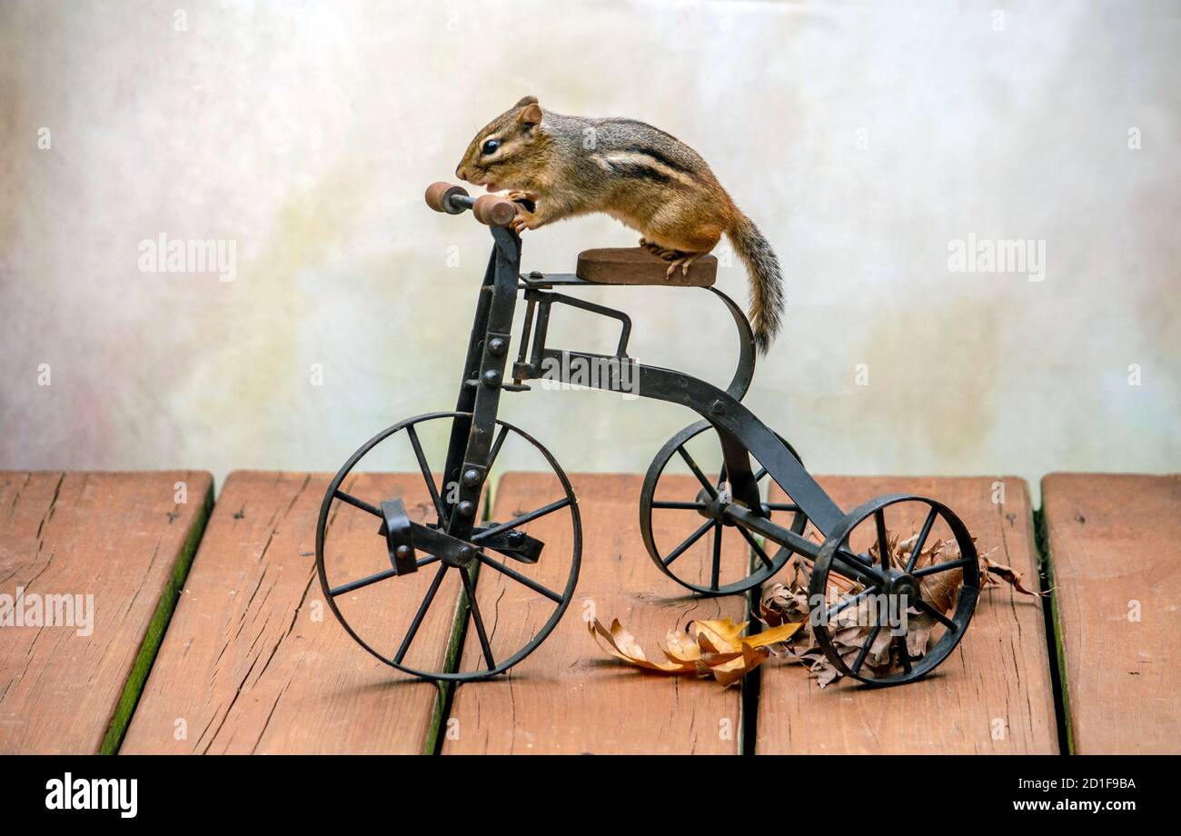 Curious tricycle hi-res stock photography and images - Alamy