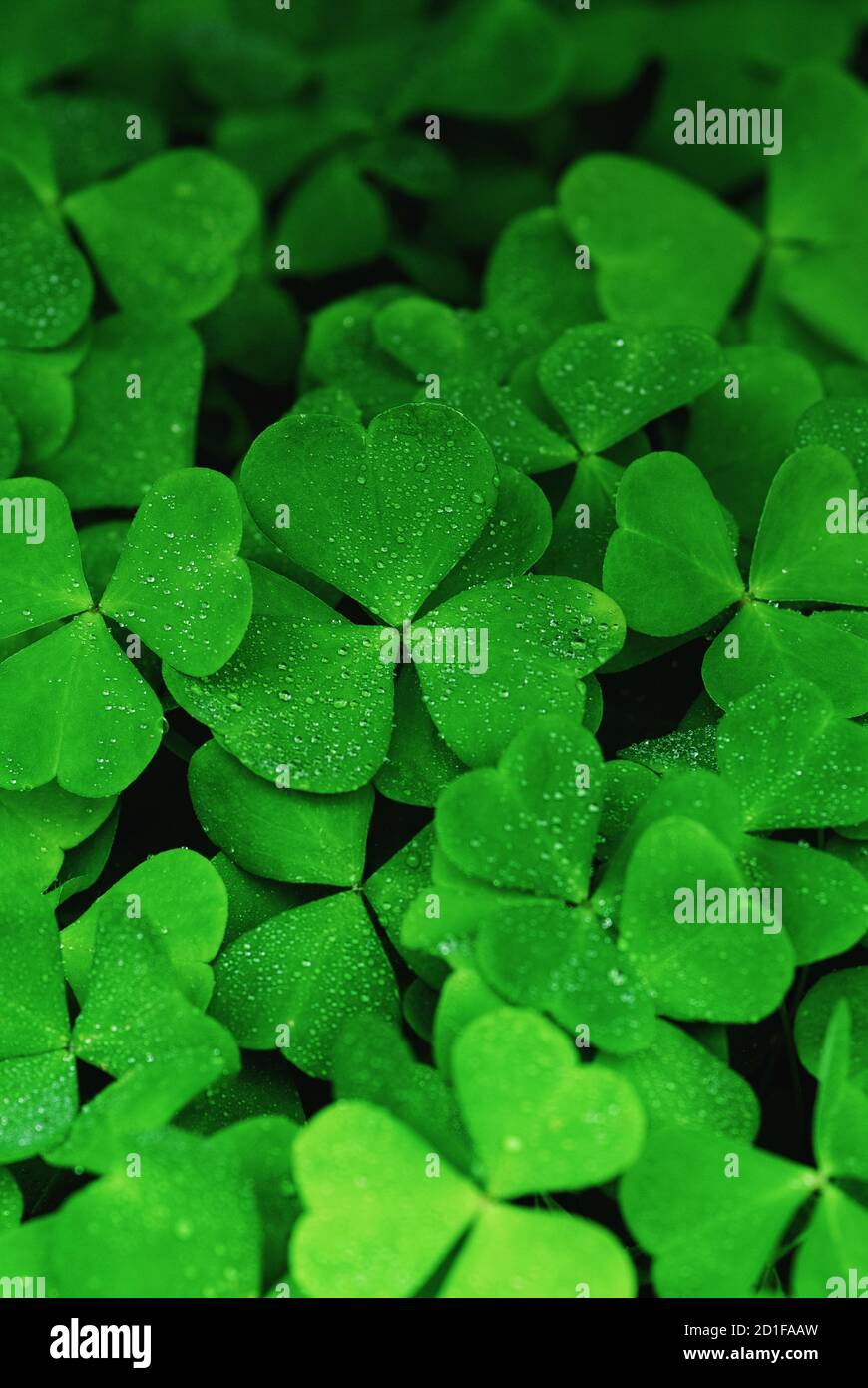 Clover texture hi-res stock photography and images - Alamy