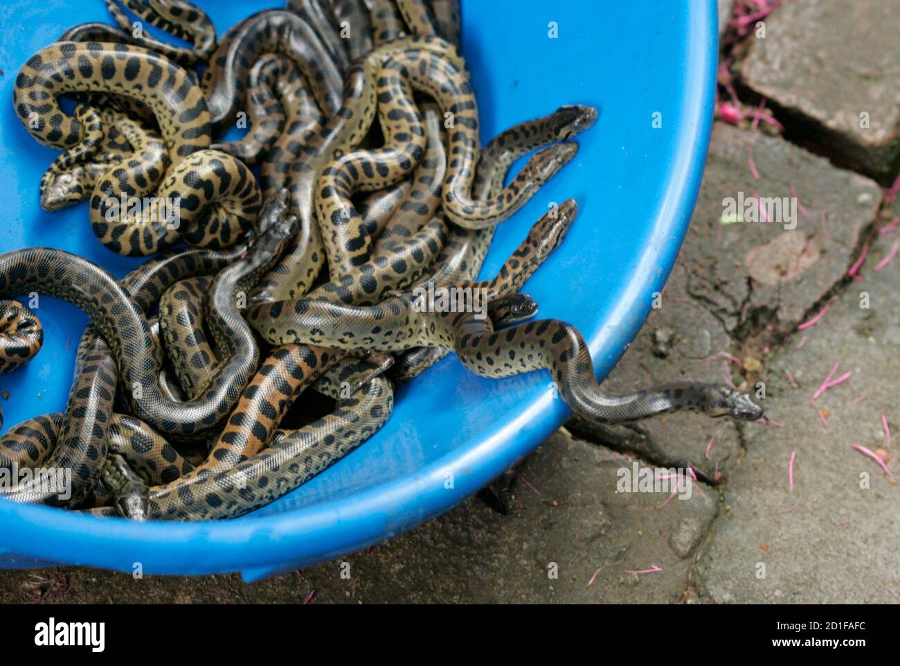 Bucket snakes hi-res stock photography and images - Alamy
