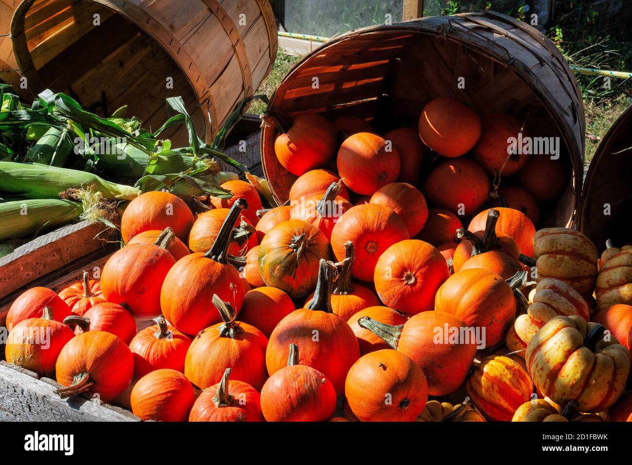 Small pumpkins and freshly picked corn on display in fall roadside ...