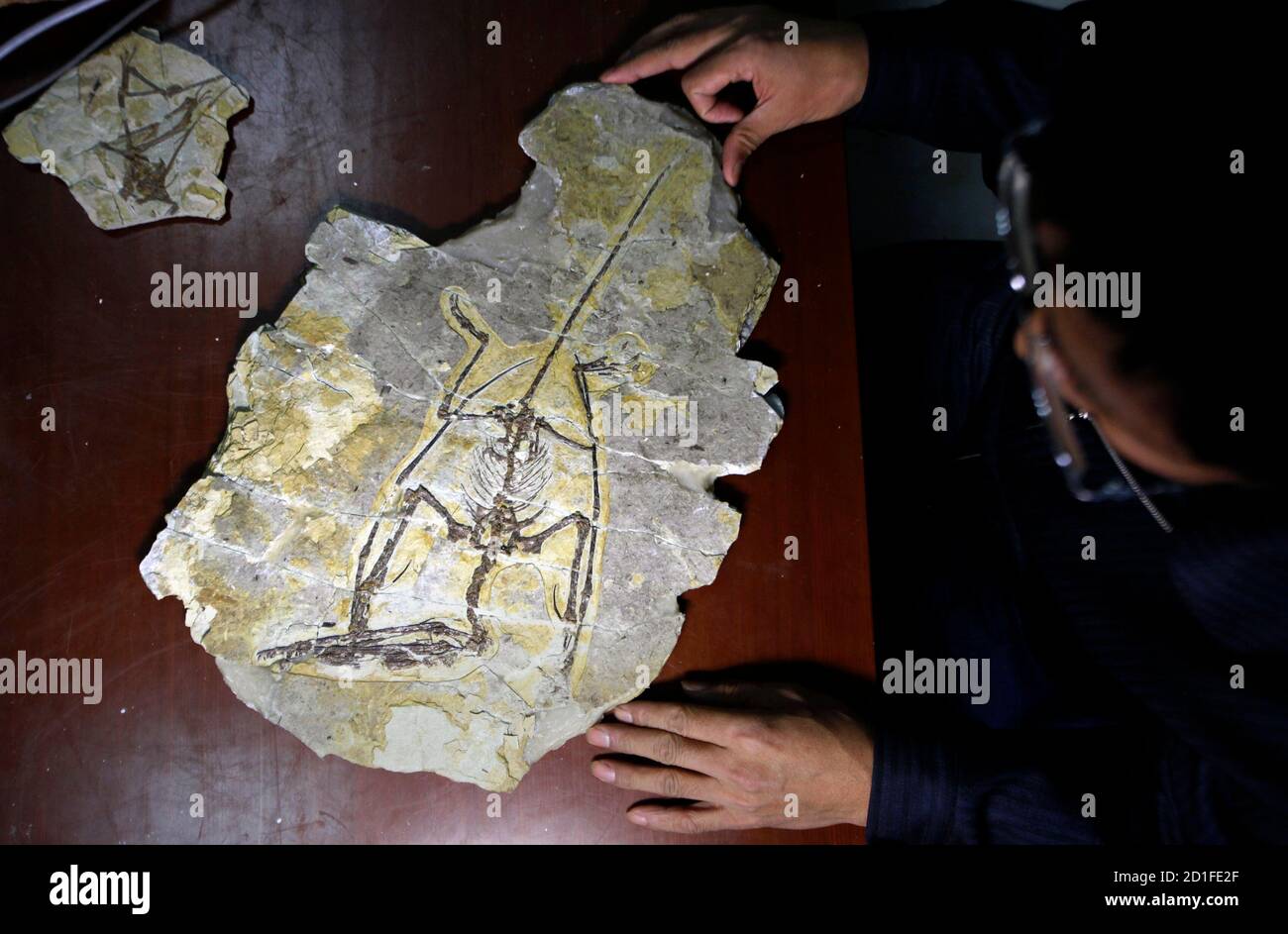 Darwinopterus hi-res stock photography and images - Alamy