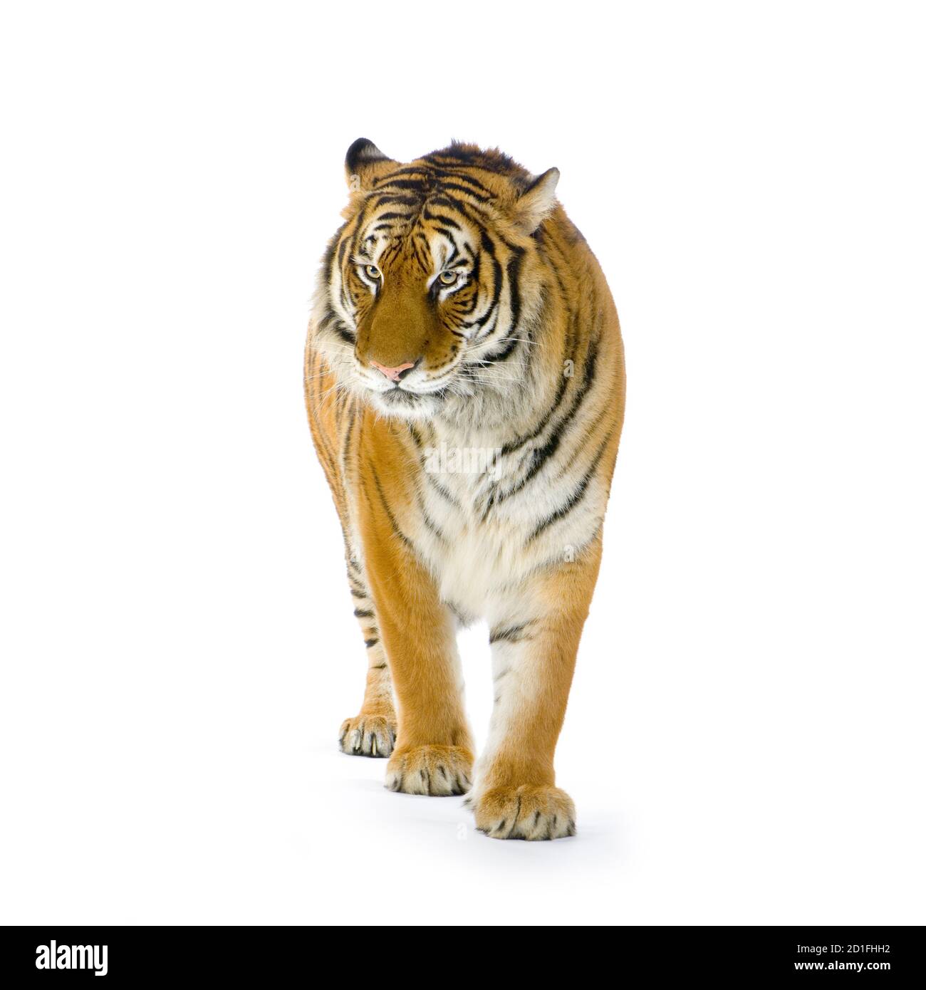 Toger logo hi-res stock photography and images - Alamy