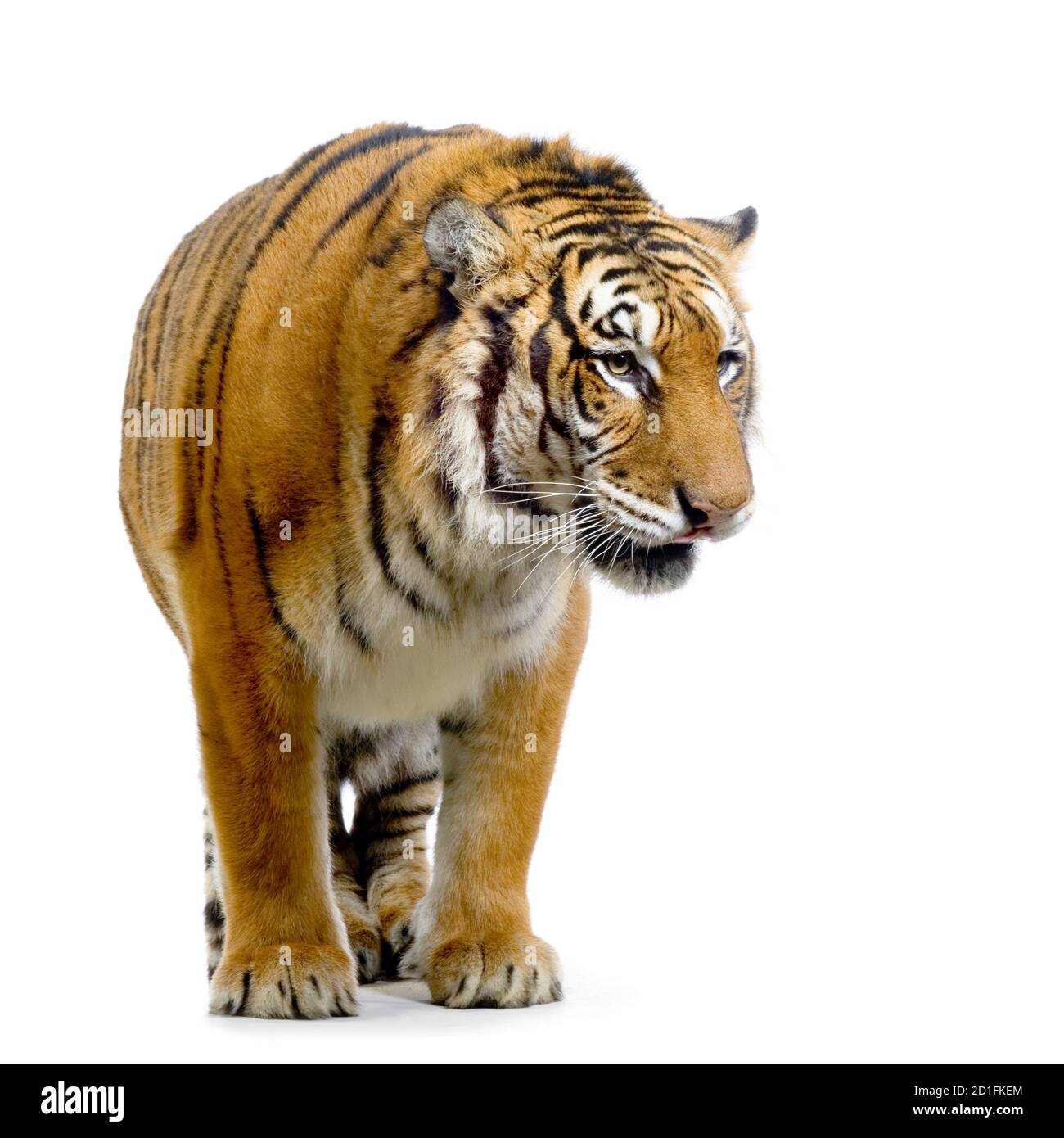 Tiger in its habitat Cut Out Stock Images & Pictures - Alamy