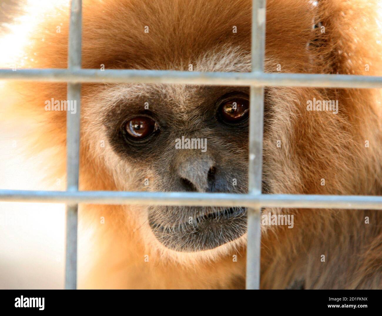 Zoo In Riyadh High Resolution Stock Photography and Images - Alamy
