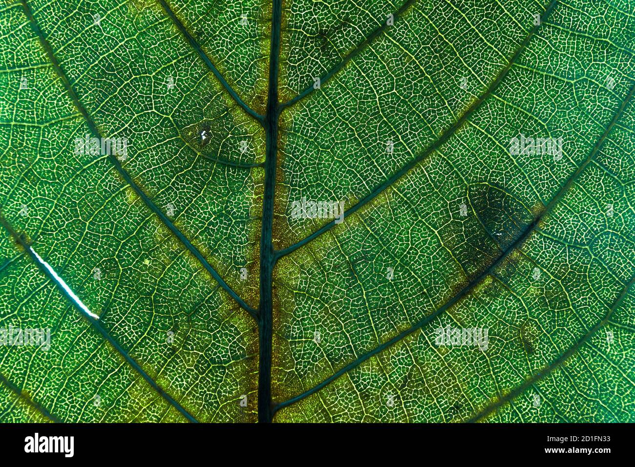 Leaf leaf texture macro Stock Photo - Alamy