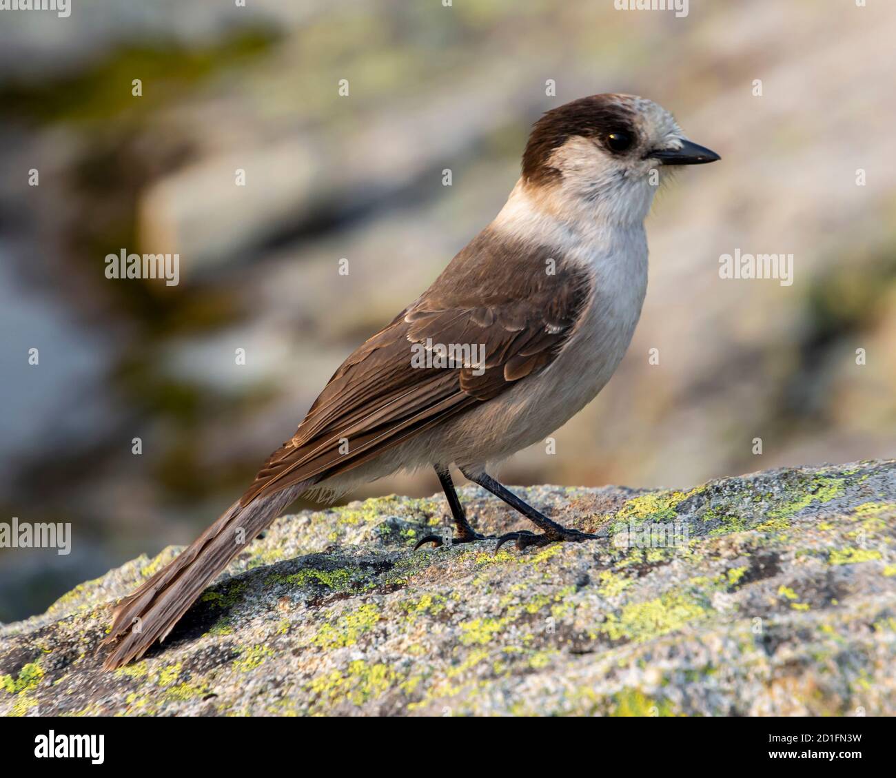 Grey jay photos hi-res stock photography and images - Alamy